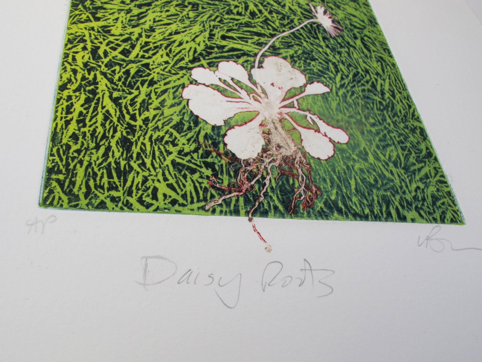 Daisy Roots. Photo Etching With Mono Print. Hand Printed. - Etsy