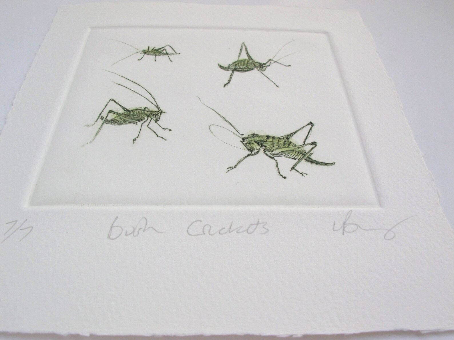 Bush Cricket Print. Fine Art Drypoint. Grasshopper - Etsy