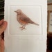 Drypoint Bird. Limited Edition Fine Art Print. Redwing. Winter Migrant ...