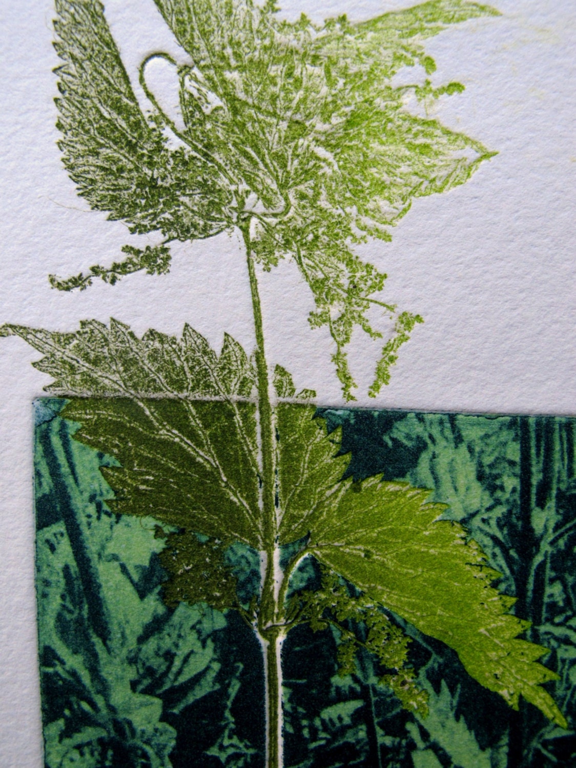 Butterflies Love Nettles. Photo Etching Mono Print With Screenprint ...