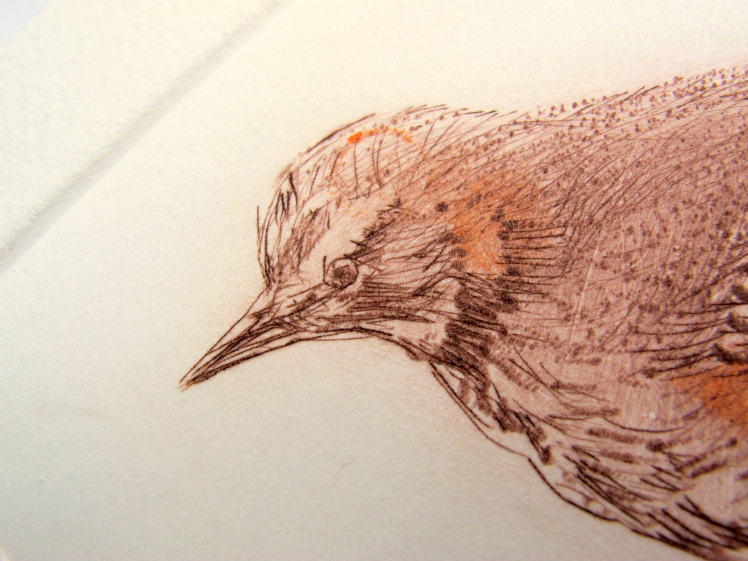 Drypoint Bird. Limited Edition Fine Art Print. Redwing. Winter Migrant ...