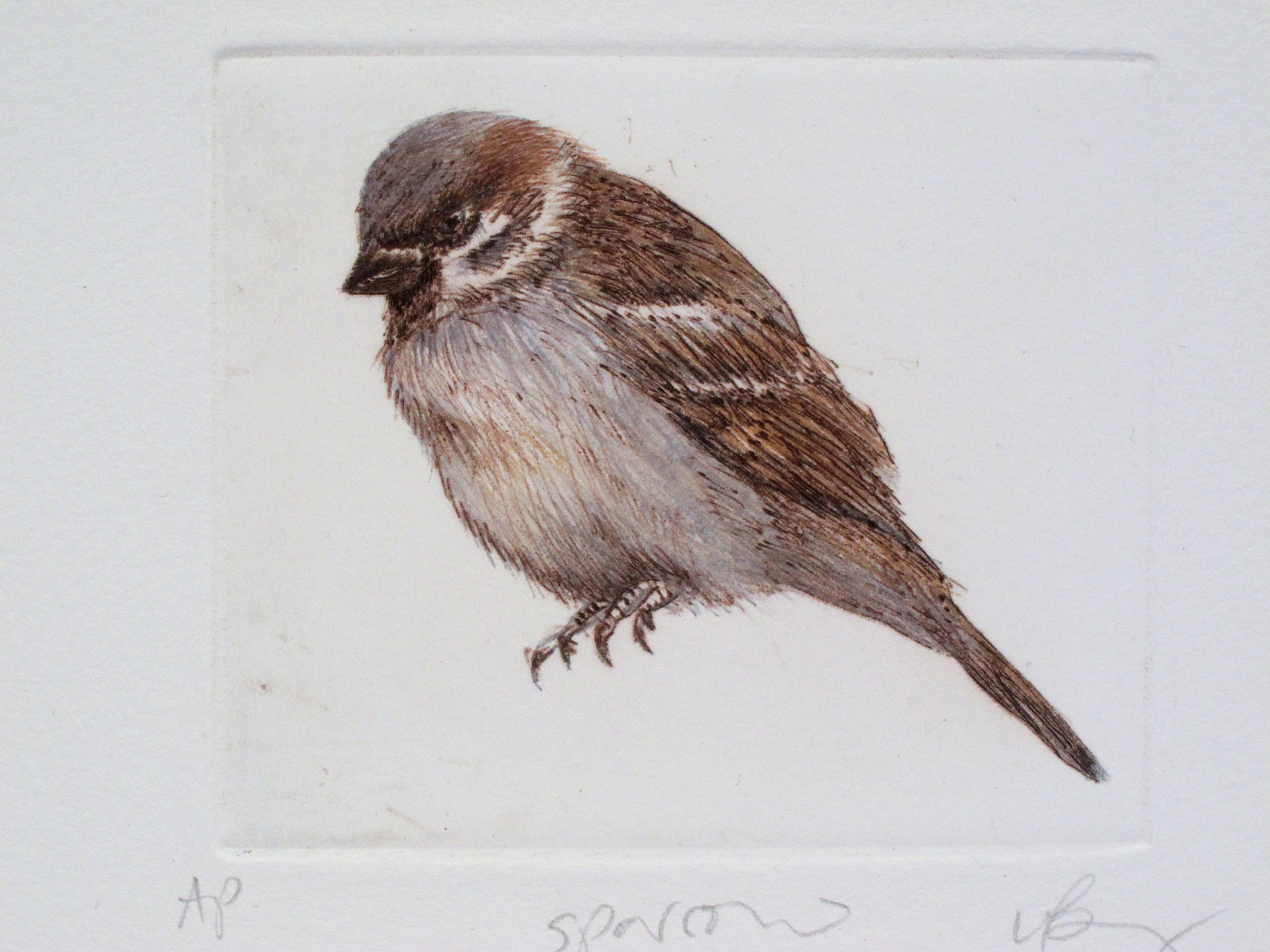 Bird Print Drypoint. Hedge Sparrow. Hand Printed and Hand Tinted. - Etsy