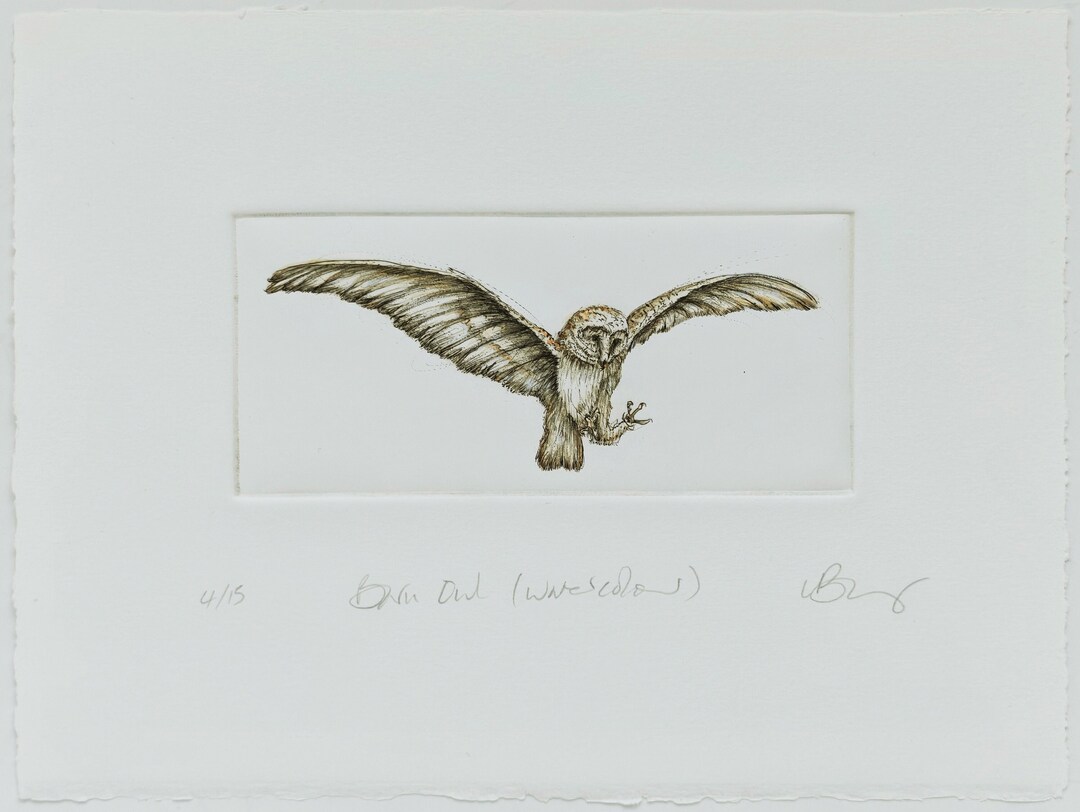 Barn Owl Limited Edition Drypoint Print Individually Hand Tinted With ...