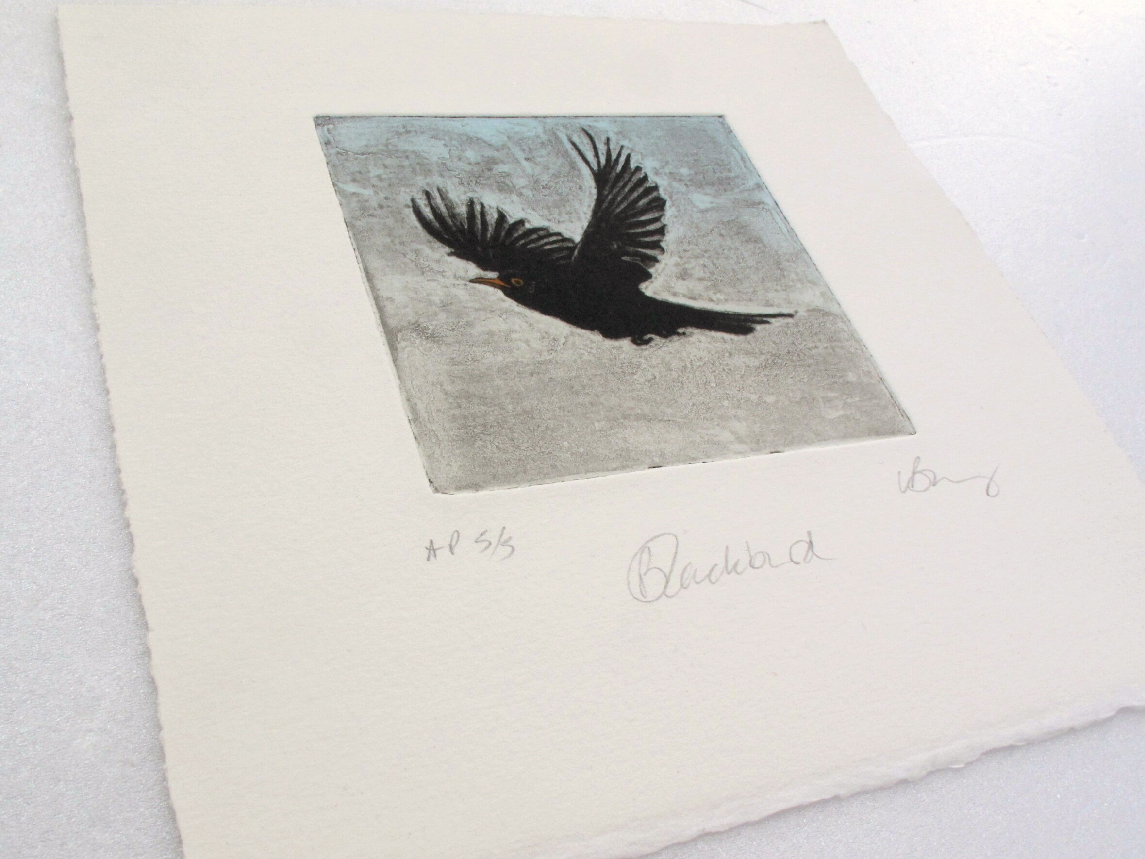 Blackbird. Garden Bird. Silk Aquatint by Lynn Bailey - Etsy