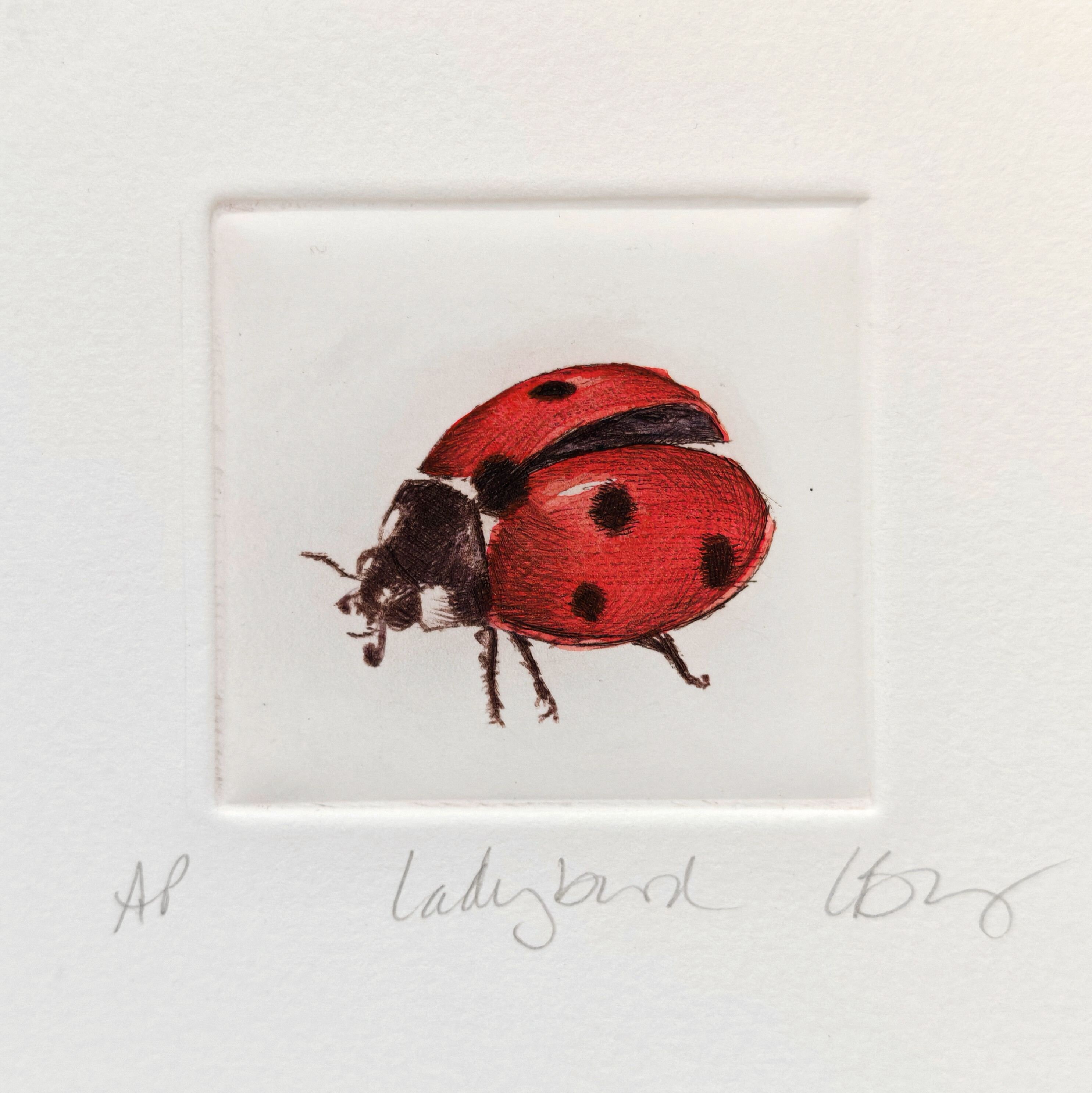Ladybug Print. Seven Spot Ladybird Hand Tinted Drypoint Print. - Etsy