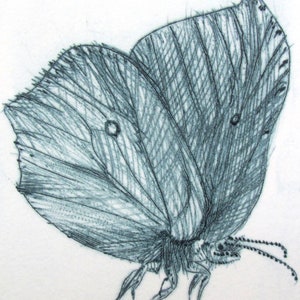 Drypoint Brimstone Butterfly. Cute Little Bug. Hand Printed on an ...