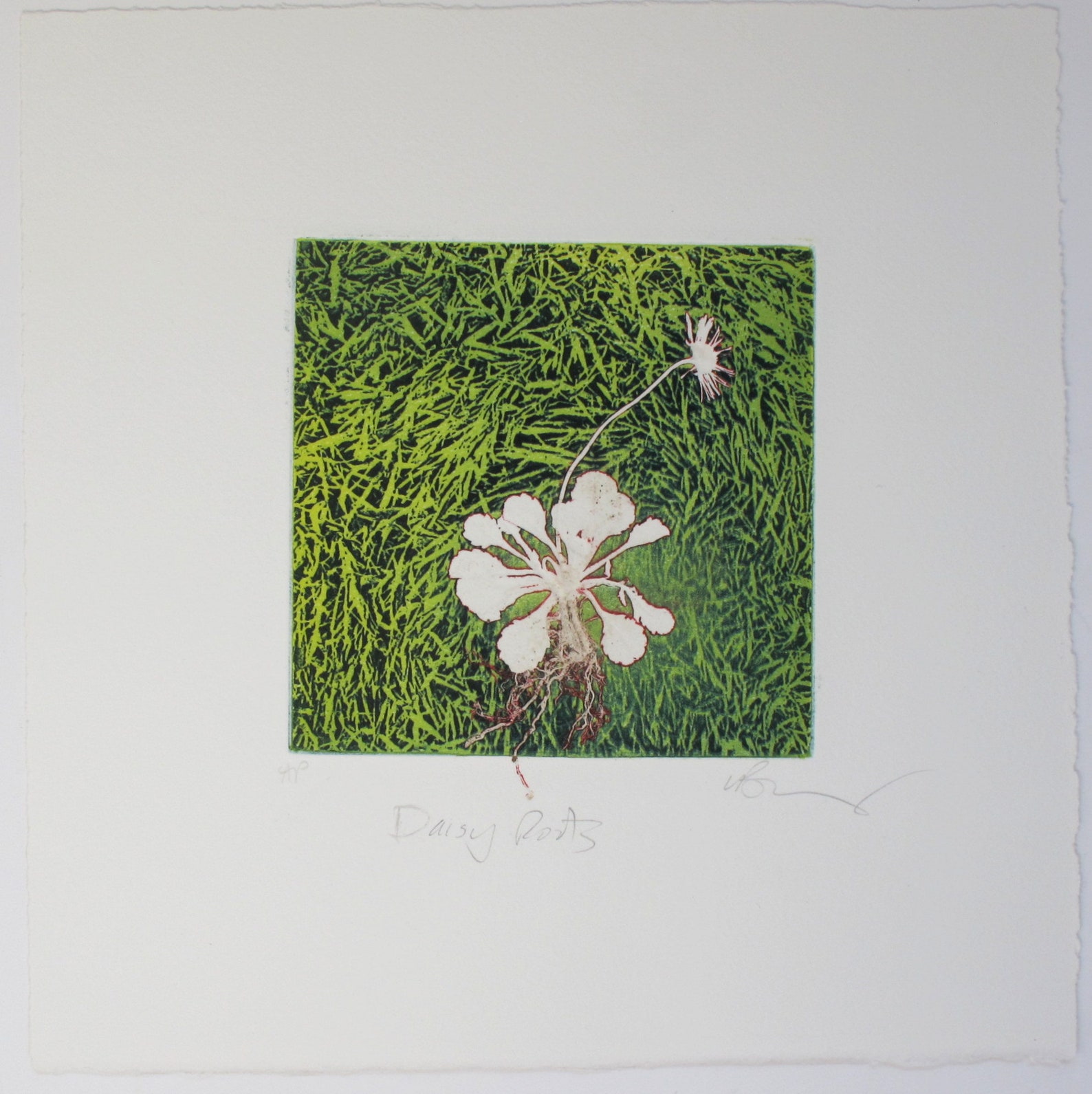 Daisy Roots. Photo Etching With Mono Print. Hand Printed. - Etsy