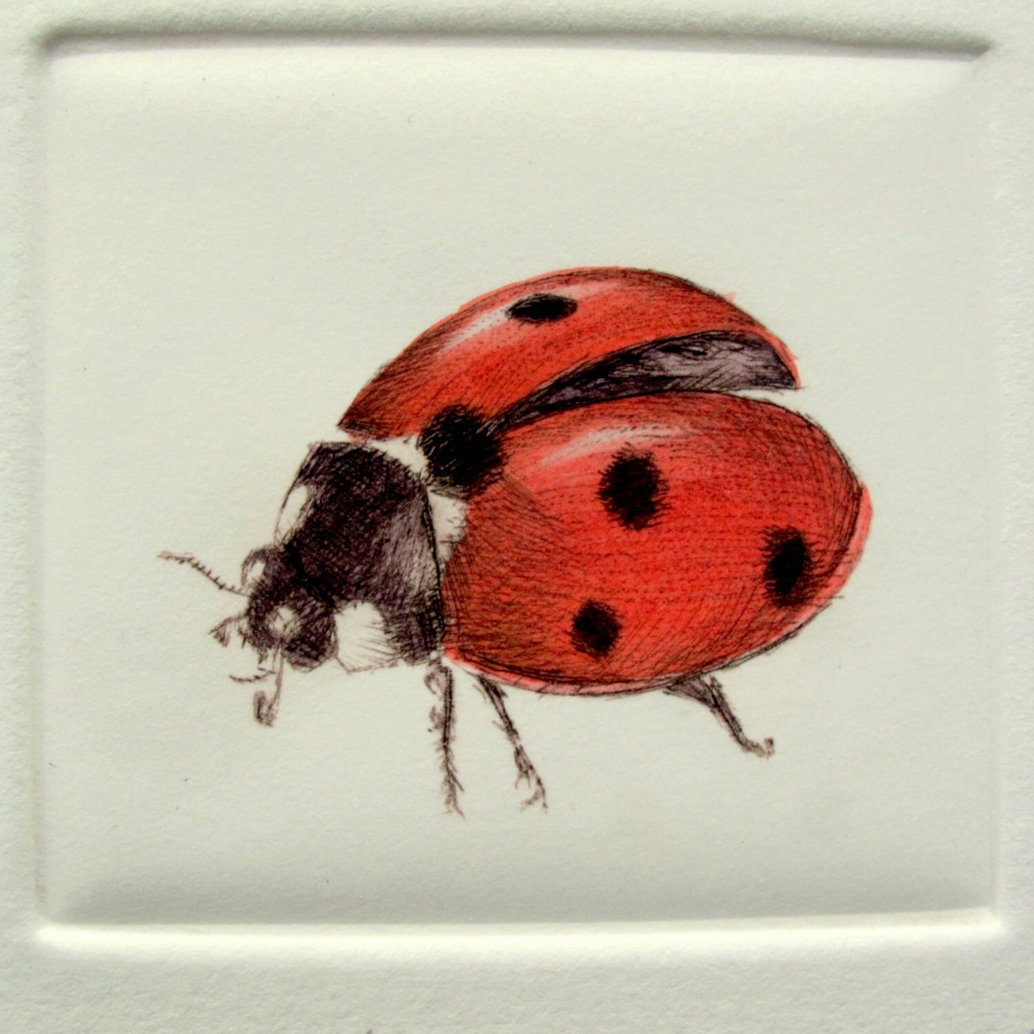 Ladybug print. Seven Spot Ladybird hand tinted drypoint print. | Etsy
