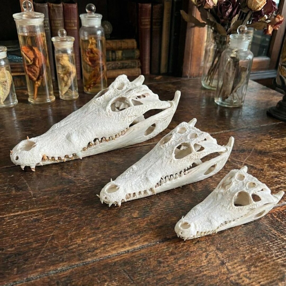 Real Large Alligator Skull | 15.7" Giant Gator Bone | Apex Predator ...