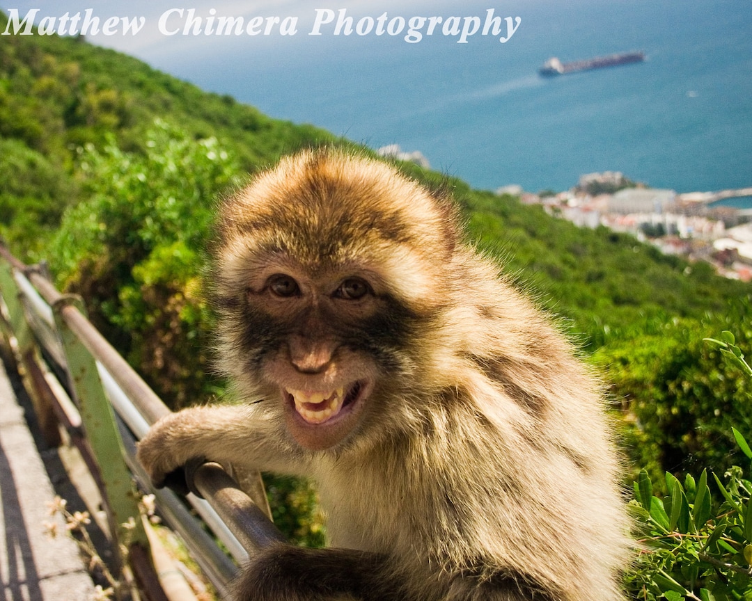 Smiling Monkey in Gibraltar - Humorous Animal Photography - Nature ...
