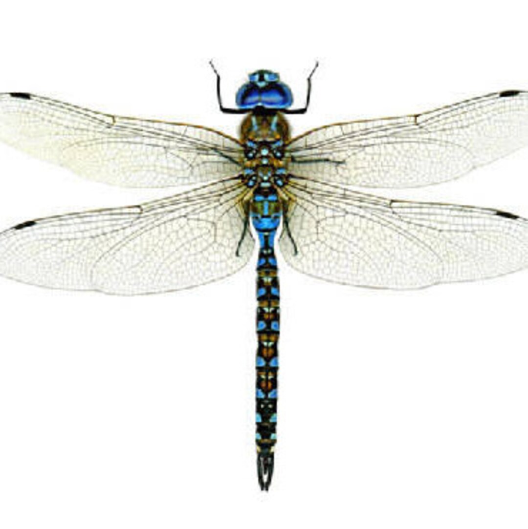 Dragonfly Wall Decal, Dragonfly Sticker, Blue Dragonfly, Wall Decal ...
