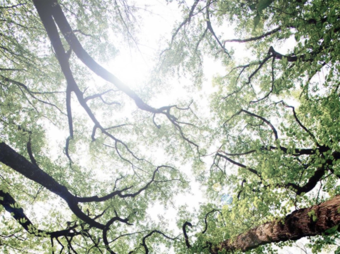 Tree Canopy Decal, Home Decor, Wall Art, Tree Canopy, Vinyl Wall Decal ...