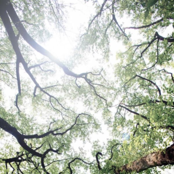 Forest Wall Decal - Etsy