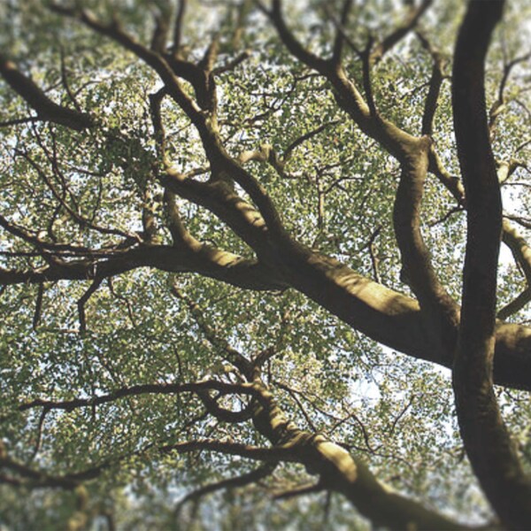 Canopy - Etsy