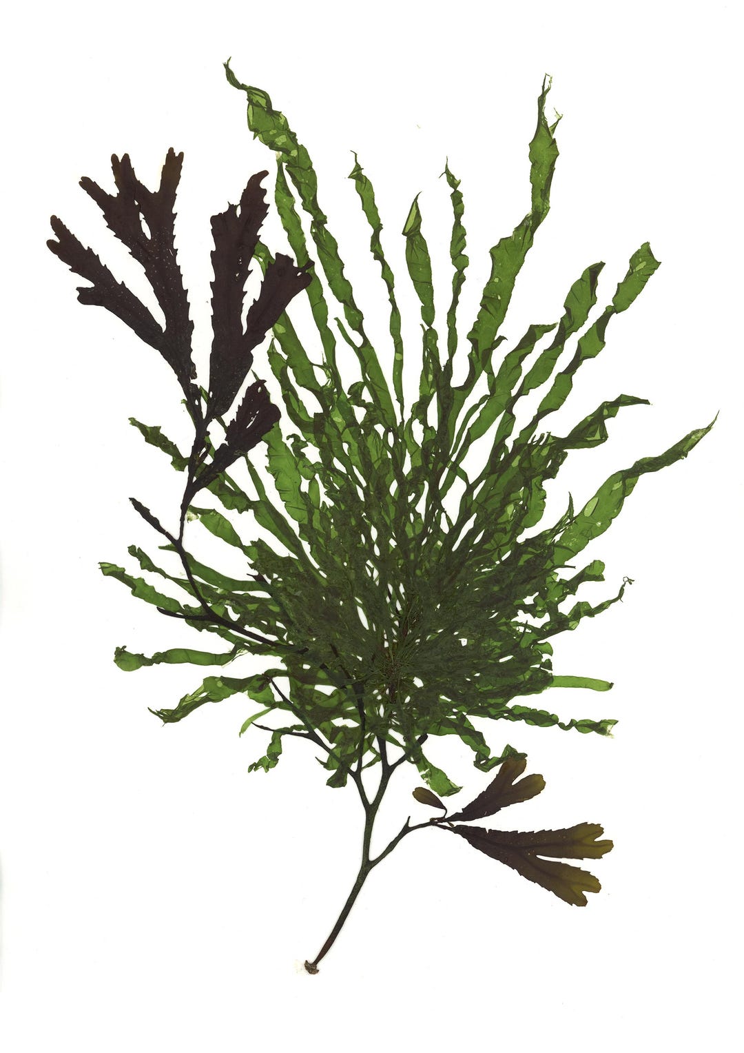 Pressed Seaweed Greeting Card - Botanical Coastal Card, Scottish Nature ...