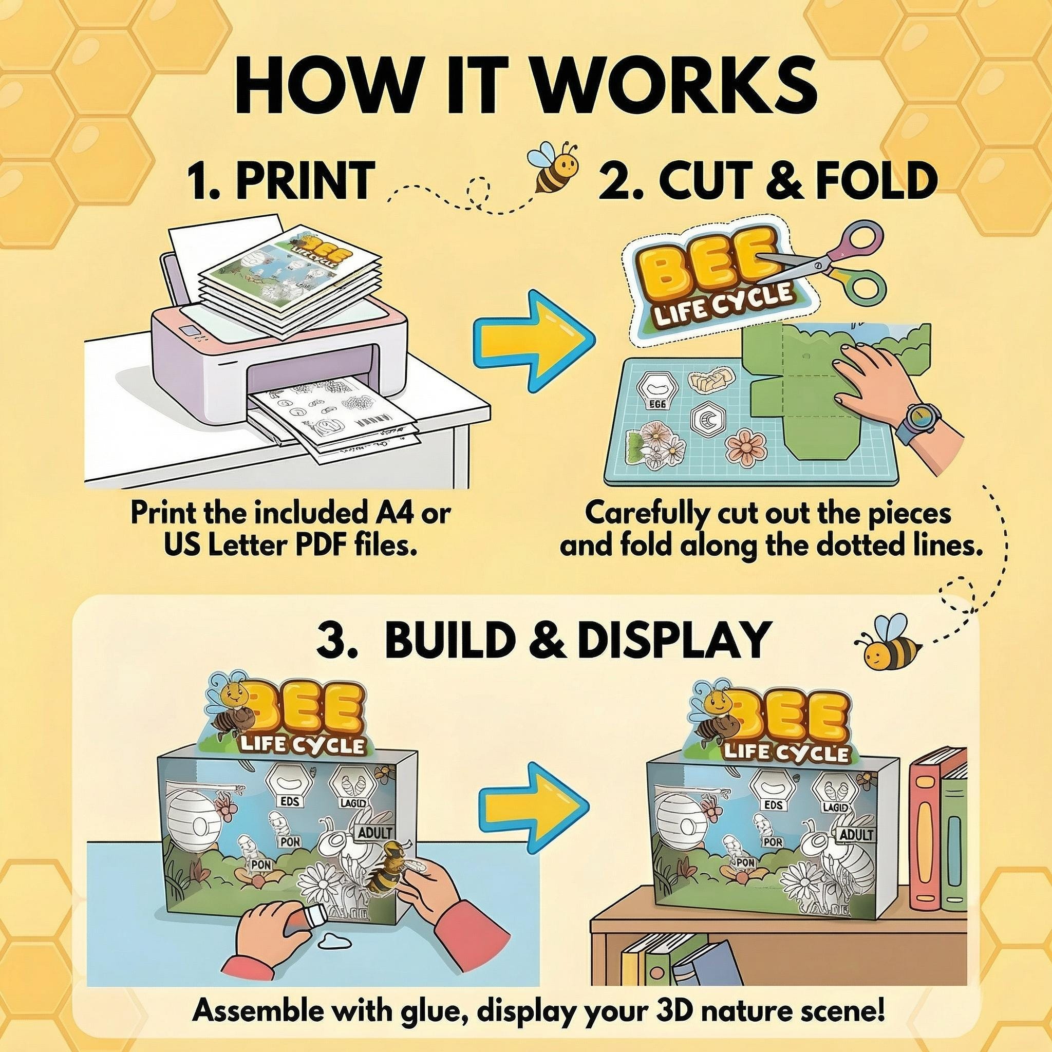 Bee Life Cycle 3D Craft Diorama, Spring Science Activity for Kids ...