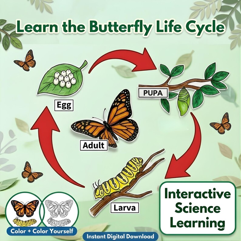 3D Butterfly Life Cycle Diorama Craft, Printable Science Activity (PDF ...