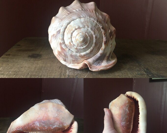 Vintage Real Large Helmet Shell/ Sea Shell/ Natural Curiosity- Summer ...