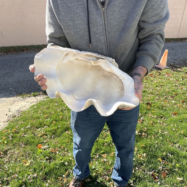 Clam Shell Planter - Etsy