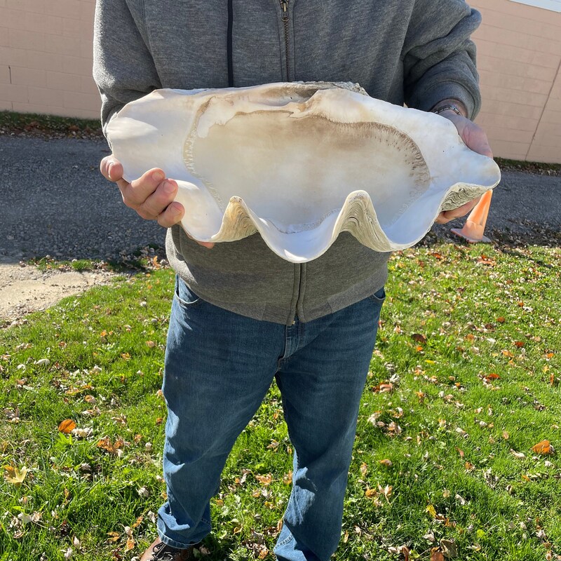Clam Shell Planter - Etsy