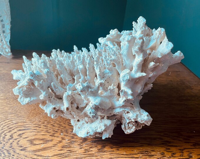 Vintage Extra- Large Natural White Shelf Coral- Stony Coral- Beach ...