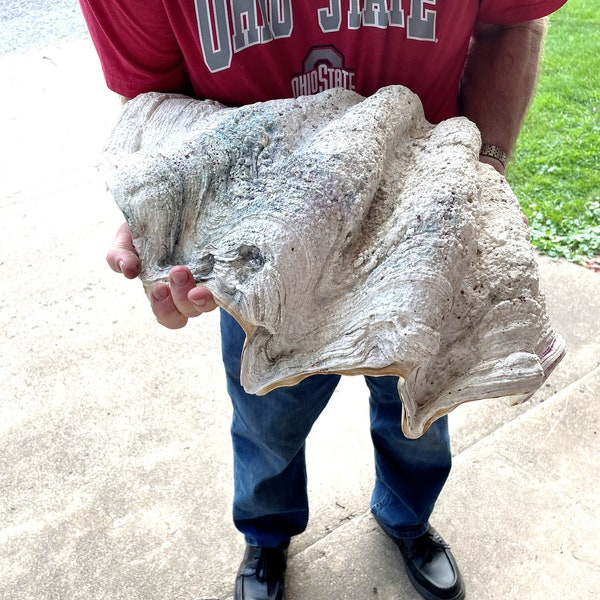 Giant Clam Shell - Etsy