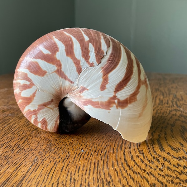 Nautilus Shell - Etsy