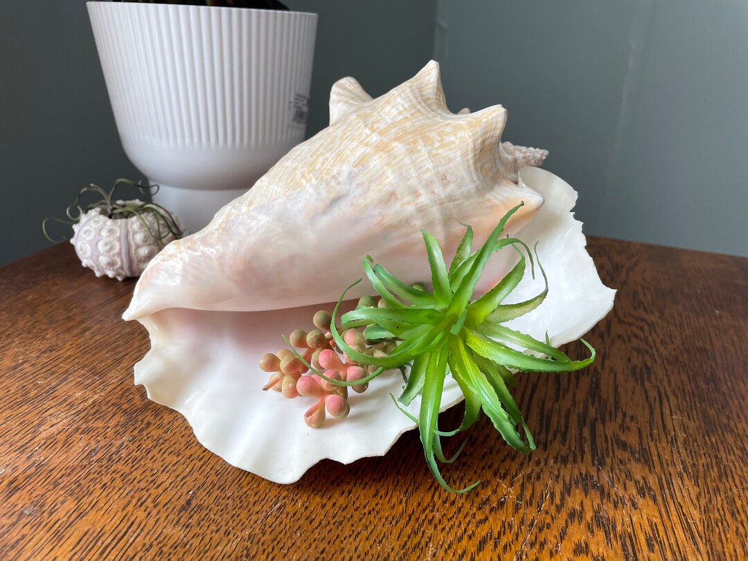 Vintage Large Real Queen Conch Shell/ Real Sea Shell- Cabinet of ...
