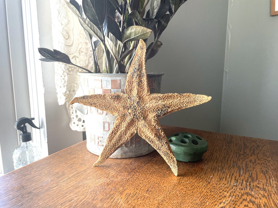 Vintage 10'' Large Flat Starfish/ Sea Star- Specimen- Natural Curiosity ...