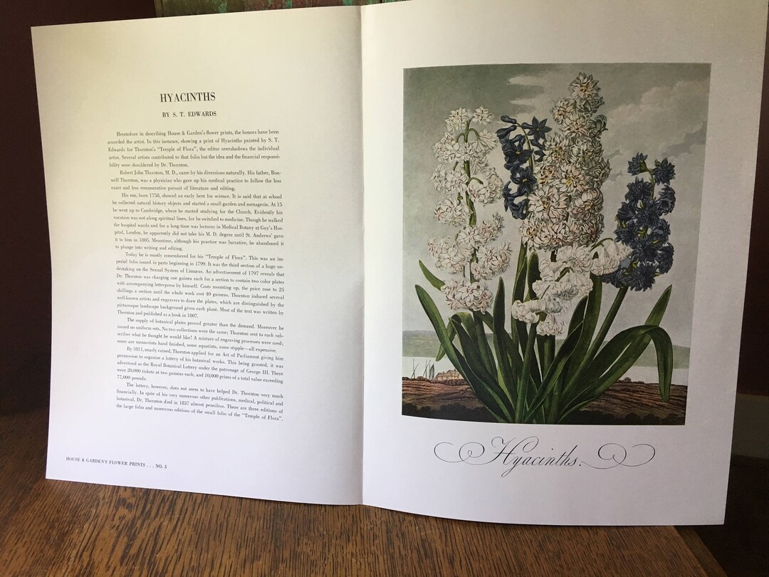 Vintage Color Lithograph Print- Hyacinths - Etsy