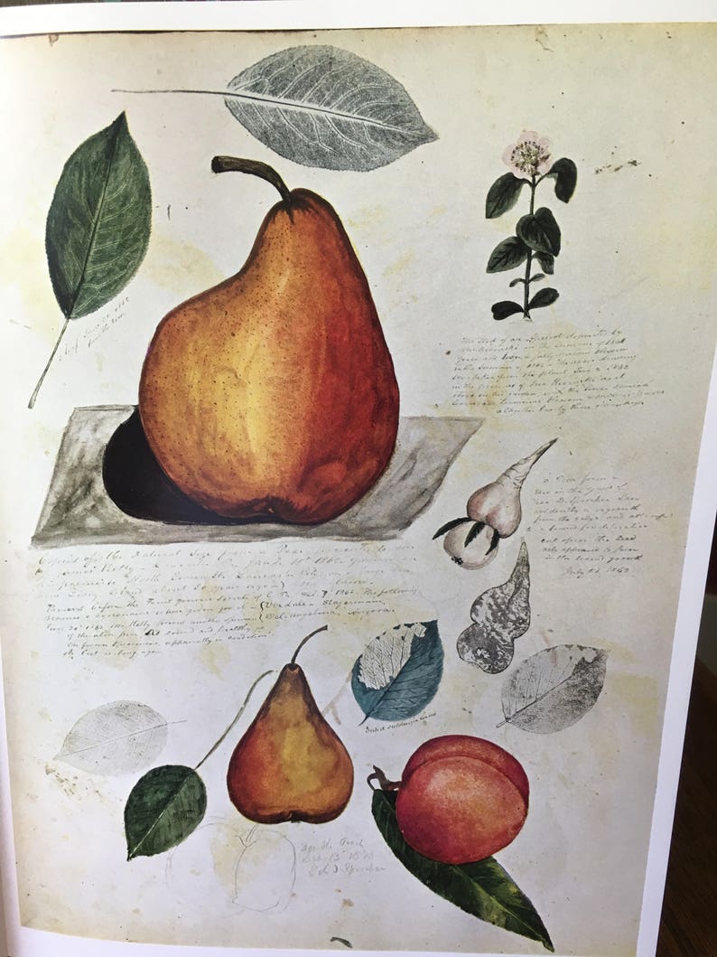 Vintage Color Lithograph Print Pears and Their Parts | Etsy