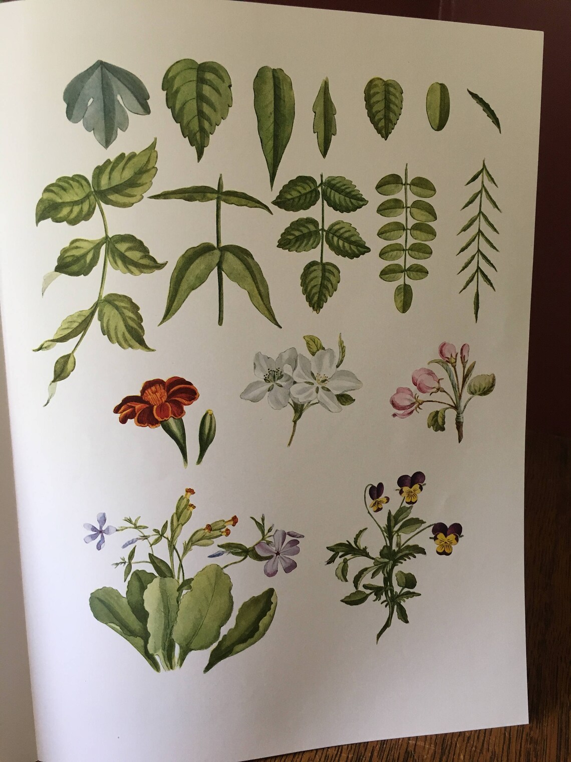 Vintage Color Lithograph Print Leaves and Blossoms | Etsy