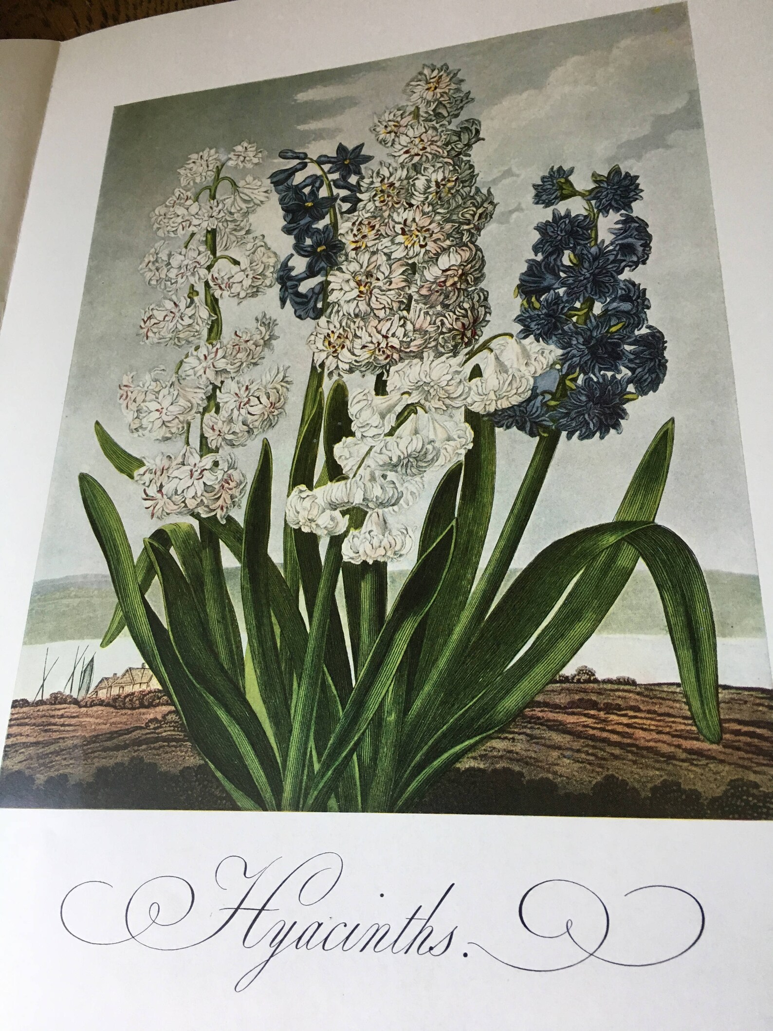 Vintage Color Lithograph Print Hyacinths | Etsy