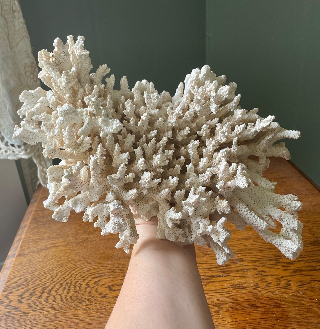 Vintage Extra- Large Natural White Shelf Coral- Stony Coral- Beach ...