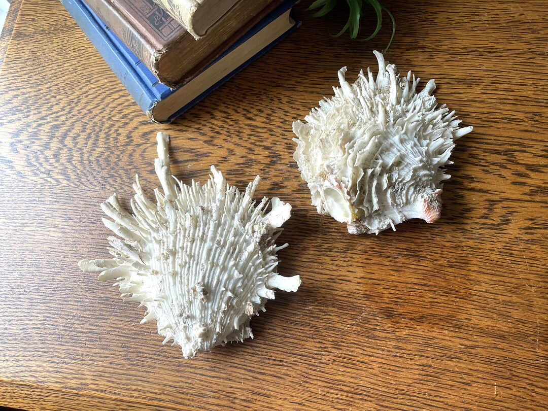 Vintage Pair- Spiny Oyster Shells- Matched Pair- Cabinet of Curiosities ...