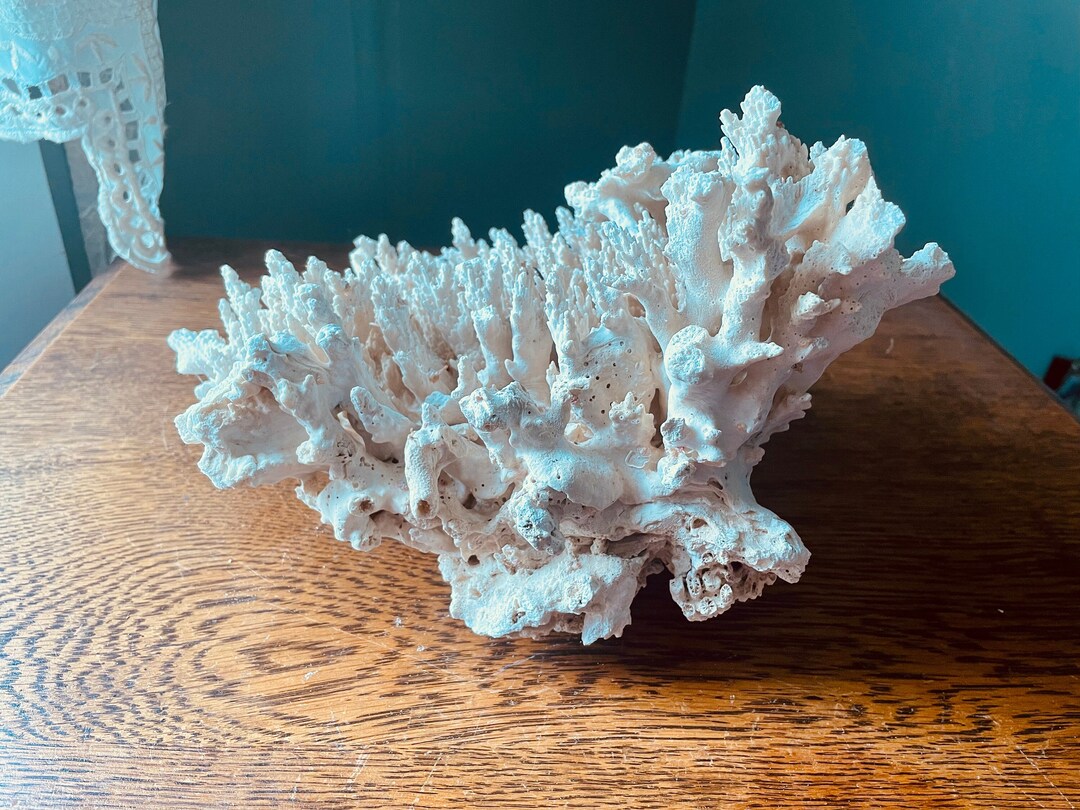 Vintage Extra- Large Natural White Shelf Coral- Stony Coral- Beach ...