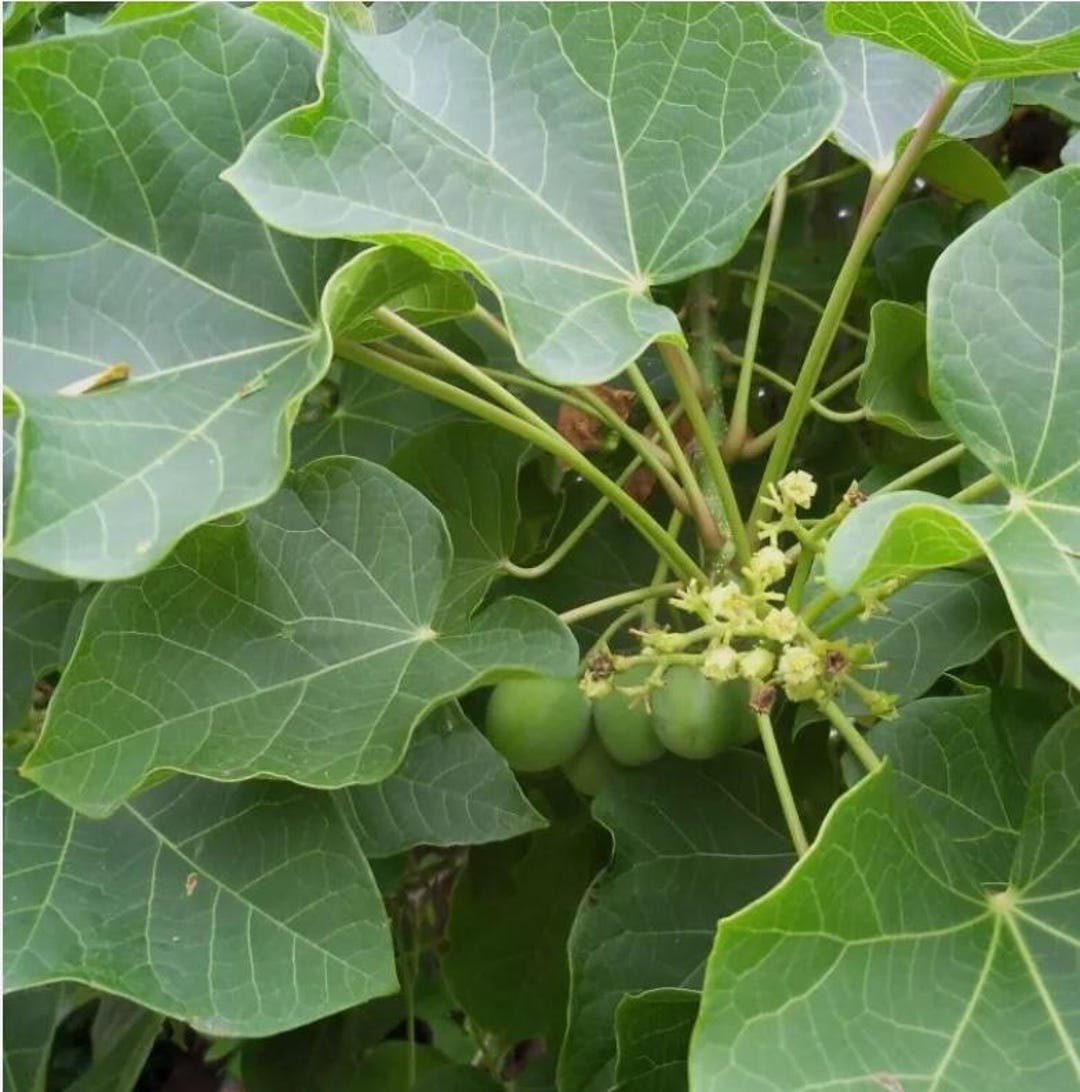 50+ Natural Dried Jatropha Curcas Leaves Ratanjot Laljari Yatilung Jadi ...