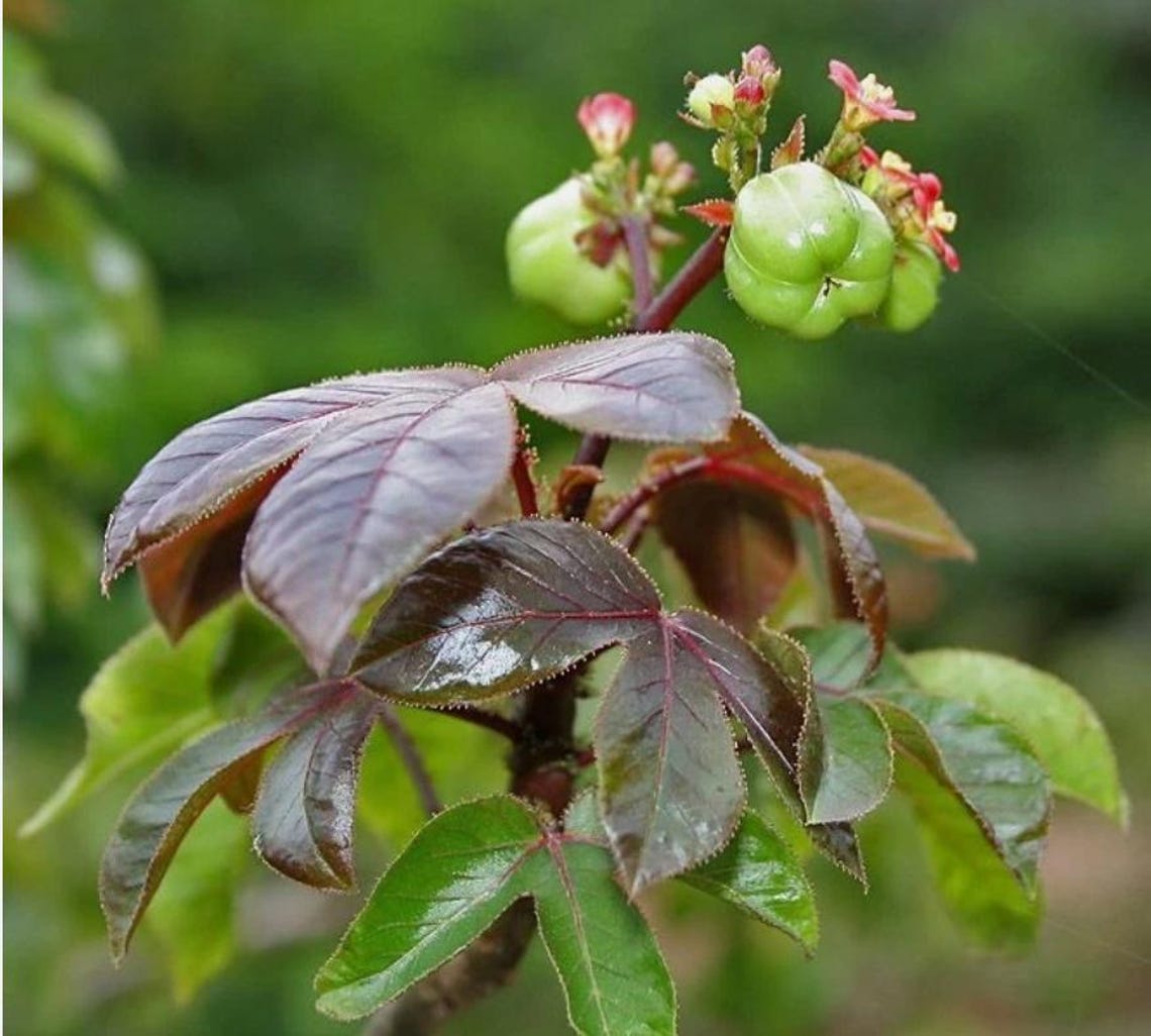 135+ Dried Red Jatropha Curcas Leaves Ratanjot Laljari Yatilung Herb - Etsy