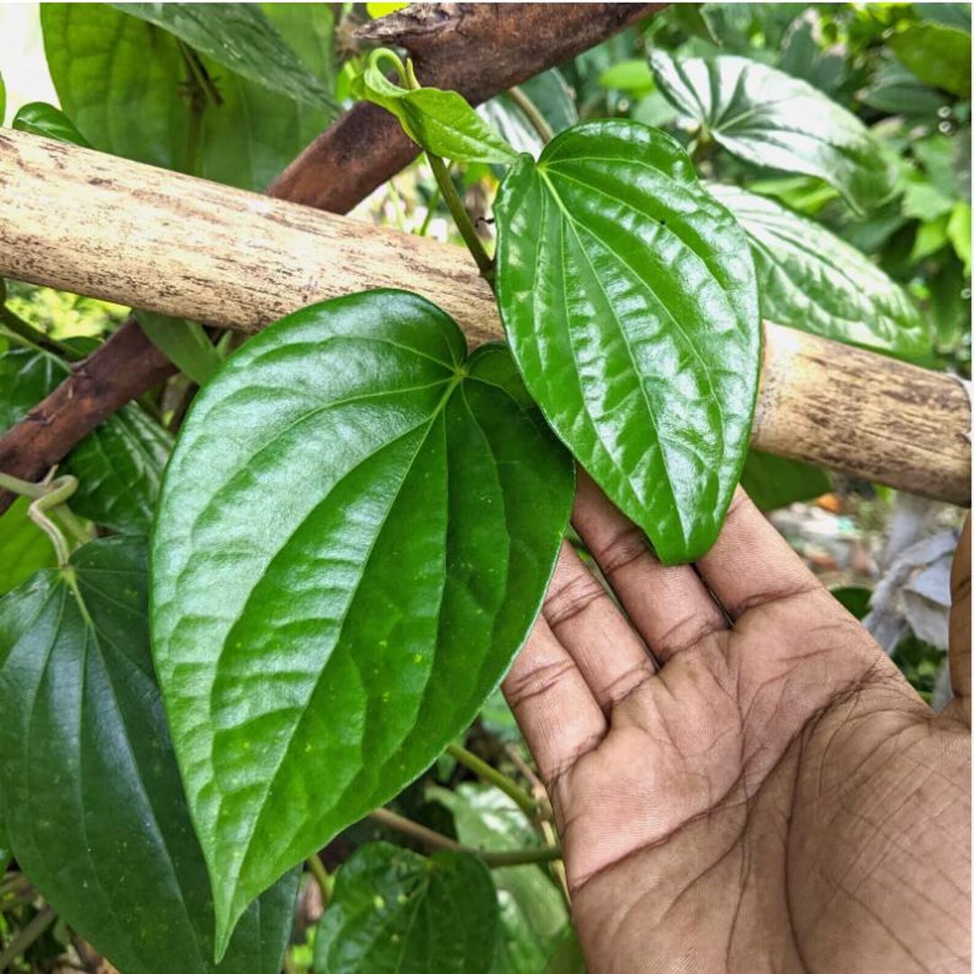50+ Dried Betel Leaves Piper Betel Paan Sri Lanka Natural Ceylon Herbal ...