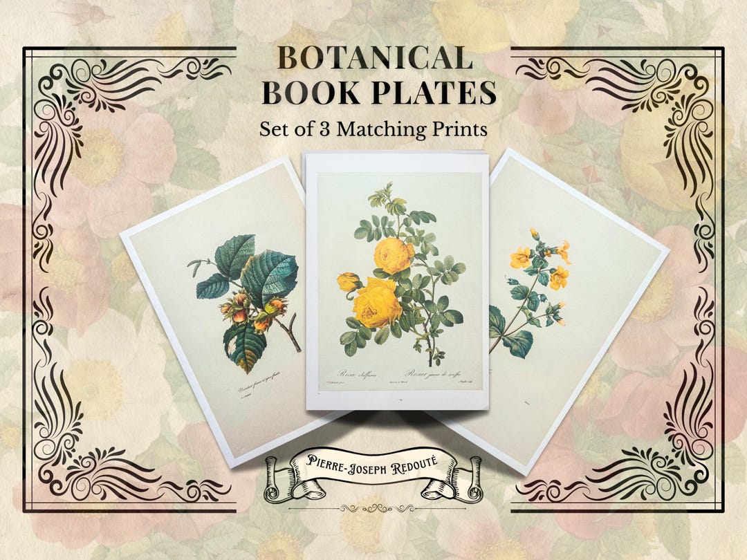 Set of 3 Botanical Book Plates | Pierre-joseph Redouté | Vintage Floral ...