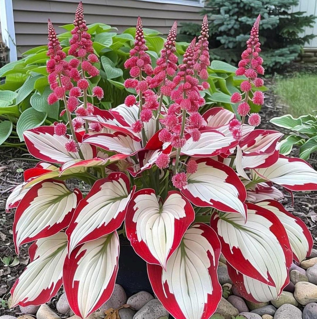 320+ Rare Hosta Seeds – Perennial Shade Flowers, Non-gmo Heirloom ...