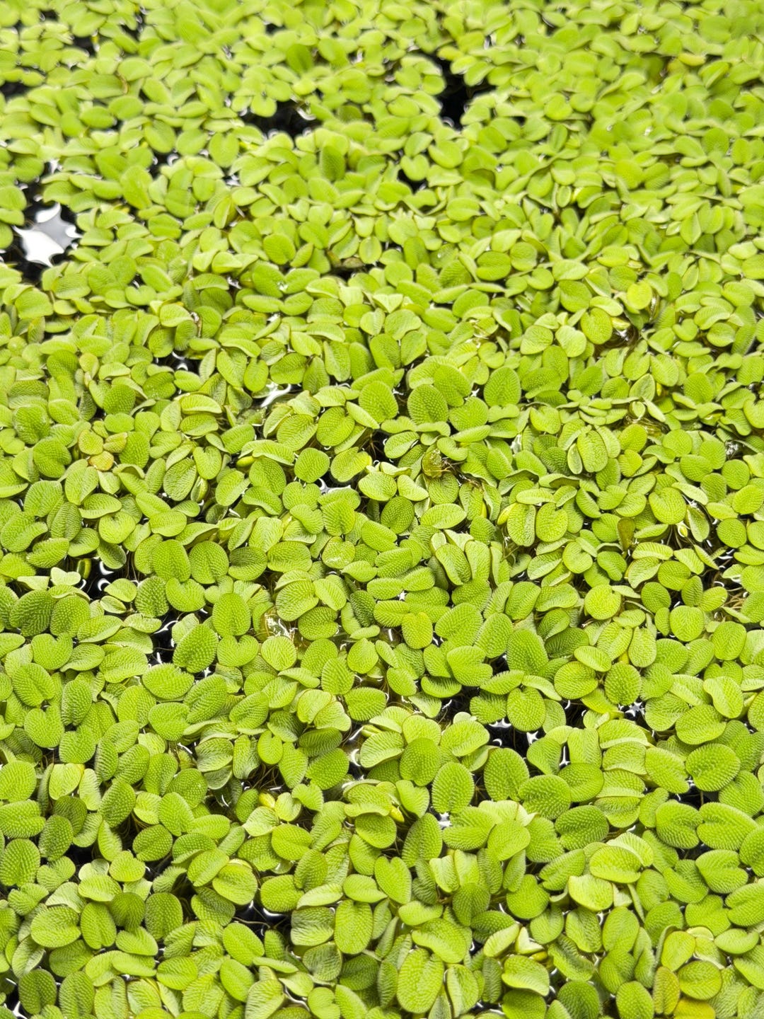Salvinia Minima | Water Spangles | PEST FREE Floating Plant ...