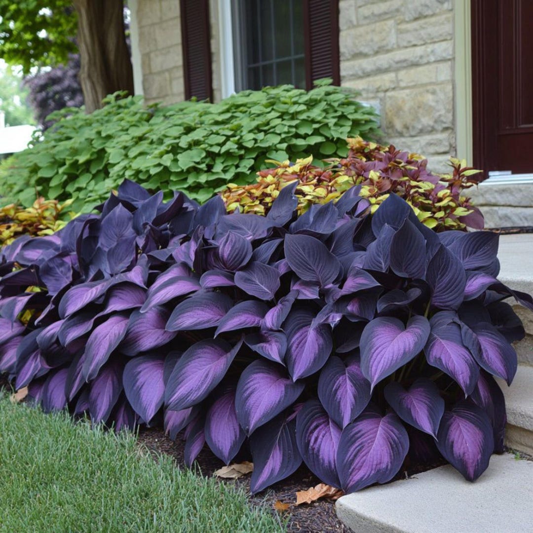 390+ Purple Rare Hosta Seeds – Perennial Heart-shaped Foliage Plant ...