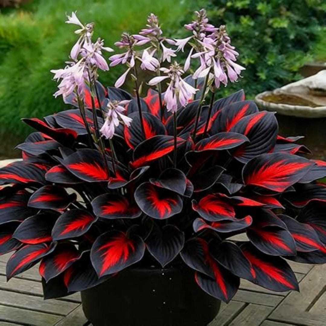Rare Red Black Hosta Seeds 280+ Mixed Perennial Shade Plant - Etsy