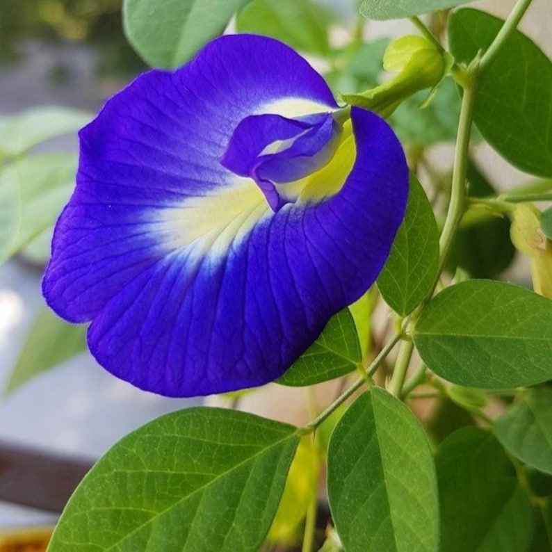 Blue Butterfly Pea Flower Planting Seeds | Clitoria Ternatea ...