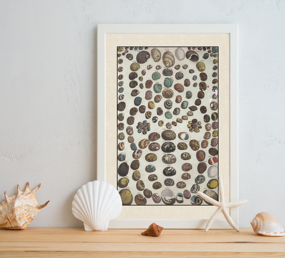INSTANT DOWNLOAD Seashells Moon Shells Colorful Sea Fauna Poster Print ...