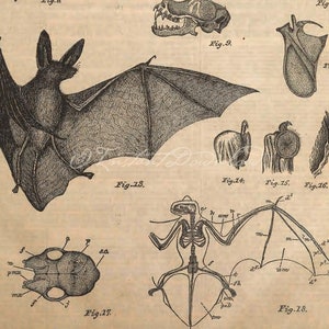 INSTANT DOWNLOAD Assorted Spooky Bats Poster Print Bat Anatomy Bat ...