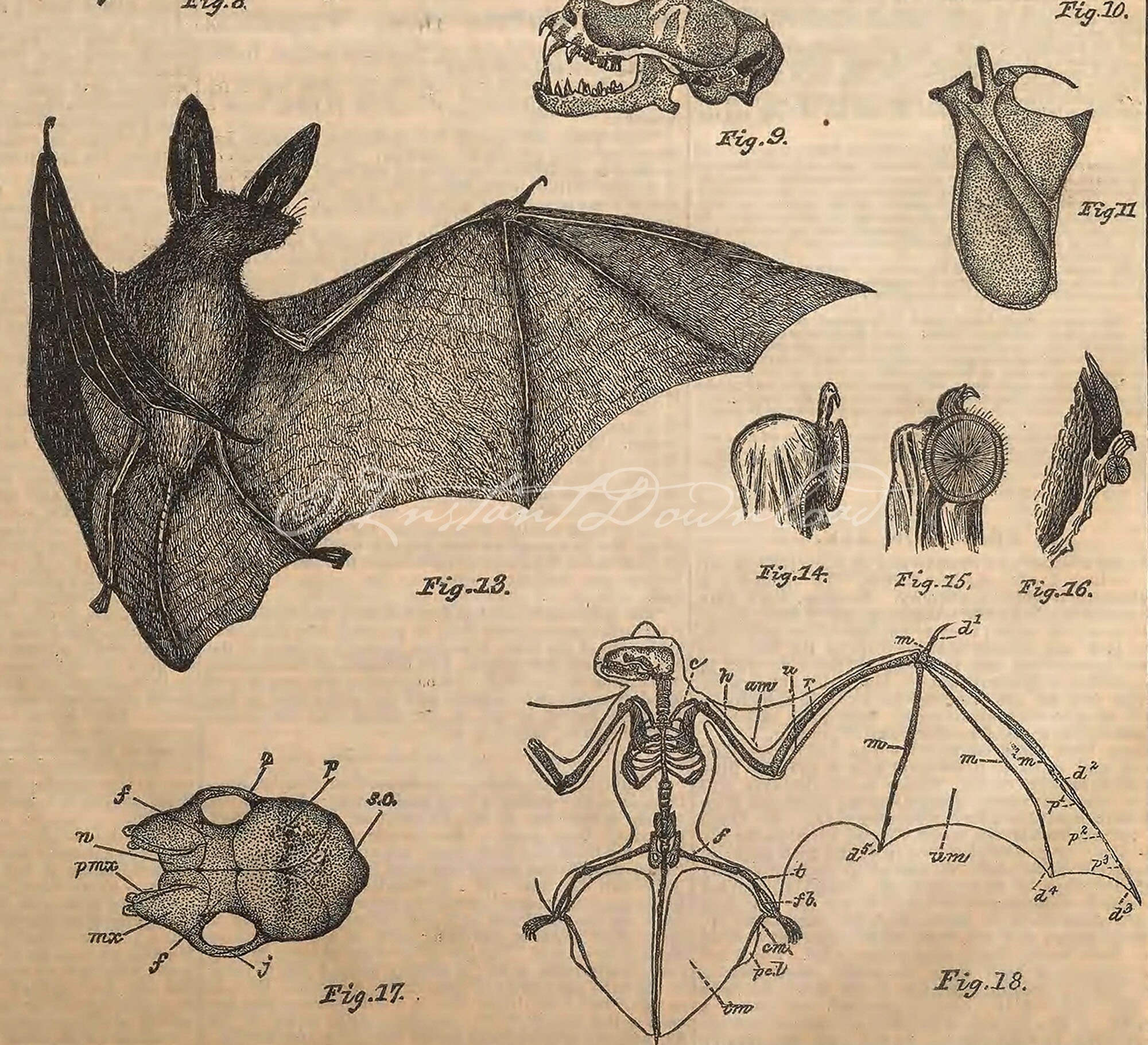 Bat Anatomy