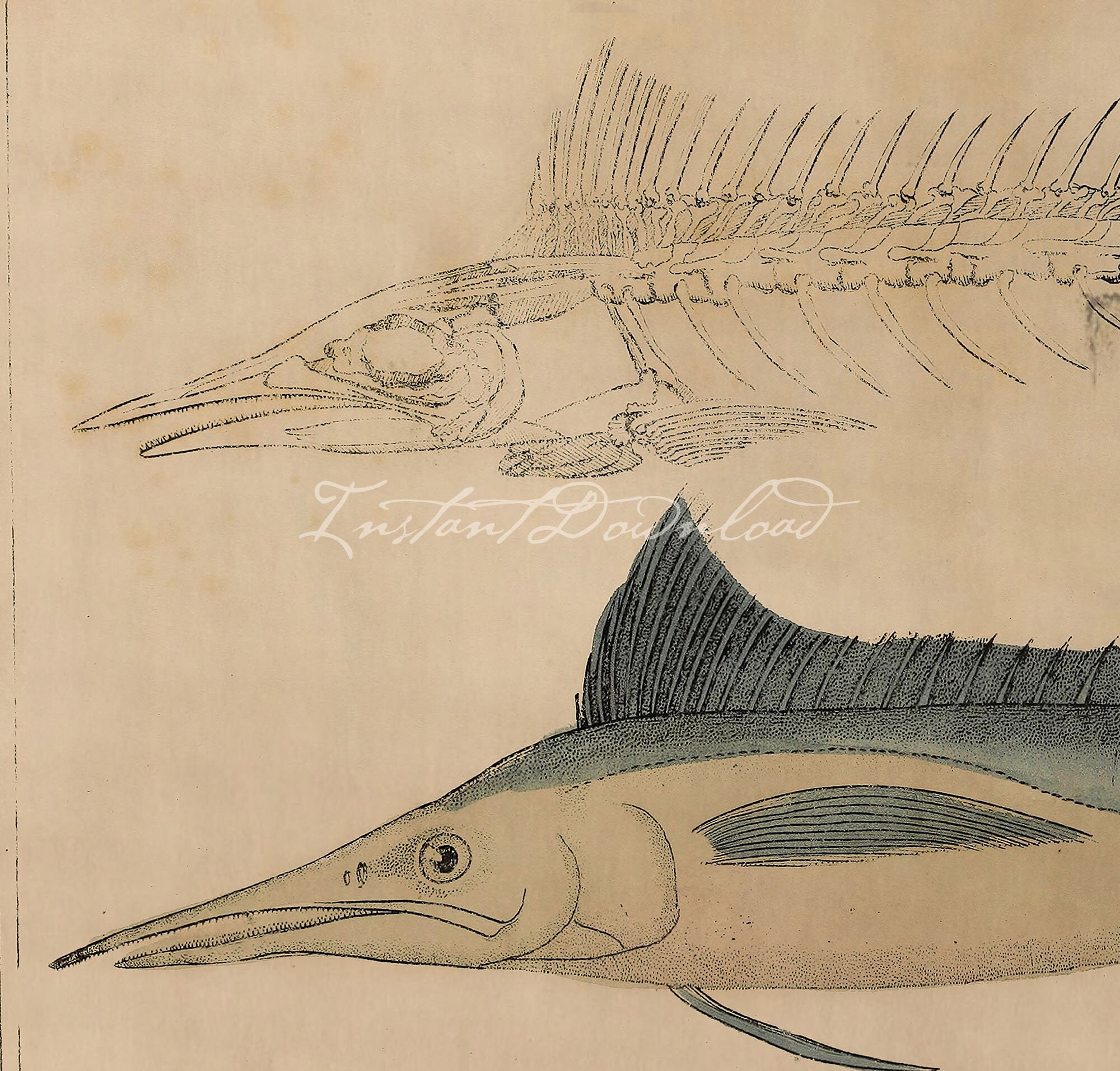 INSTANT DOWNLOAD Sailfish Print Skeleton Ocean Fauna Marine Animals ...