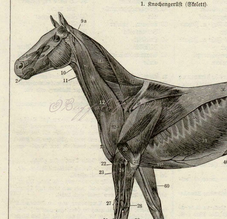 INSTANT DOWNLOAD Horse Anatomy Poster Prints 4 Equine Anatomy - Etsy